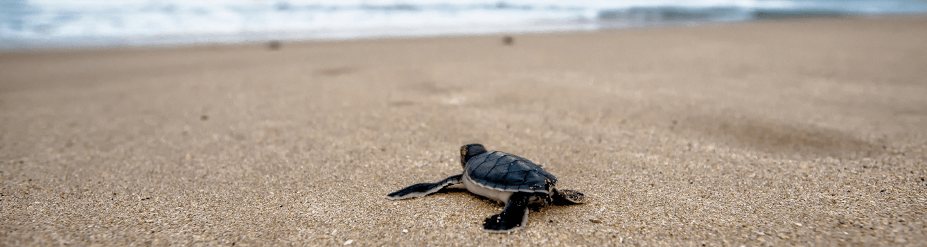 Protecting Sea Turtles: Six Things You Can Do to Make a Difference - UF ...