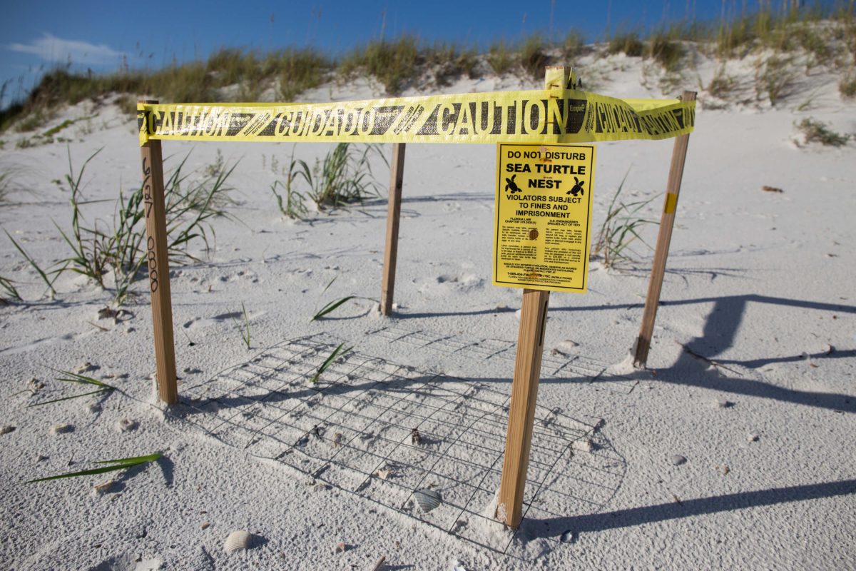 Protecting Sea Turtles: Six Things You Can Do to Make a Difference - UF ...