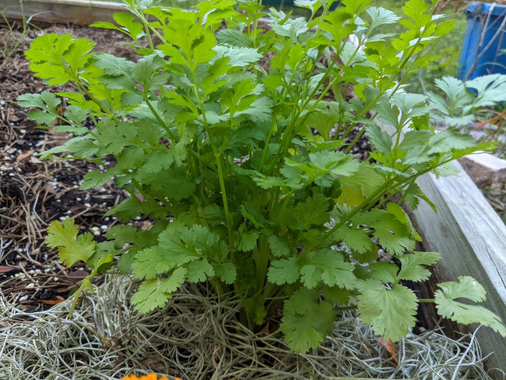 Move Over Rosemary. It's Time for Cilantro! - UF/IFAS Extension ...
