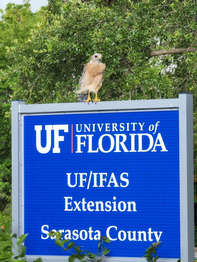 Wild Sarasota: Hawks - UF/IFAS Extension Sarasota County