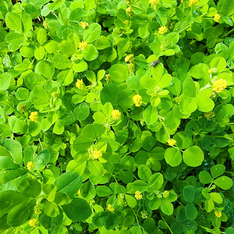 What Is That Lawn Ornament? Hop Clover? Should I Be Hopping Mad or Glad ...