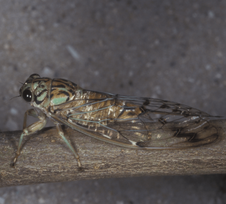 The Great 2024 Cicada Emergence - UF/IFAS Extension Sarasota County