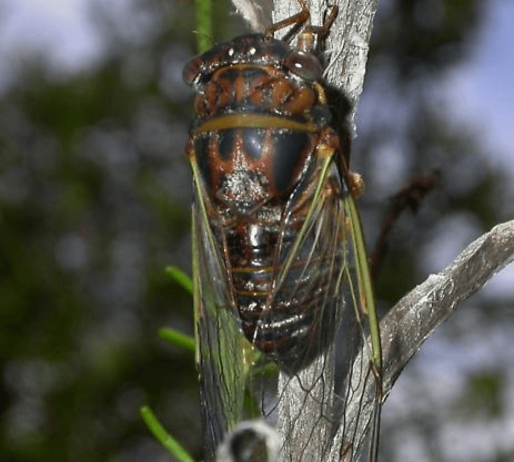 The Great 2024 Cicada Emergence - UF/IFAS Extension Sarasota County