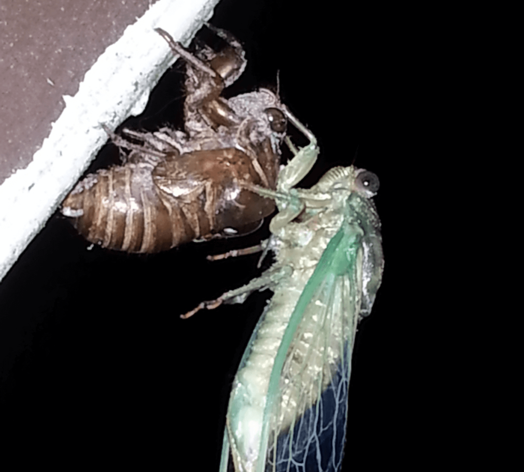 The Great 2024 Cicada Emergence - UF/IFAS Extension Sarasota County