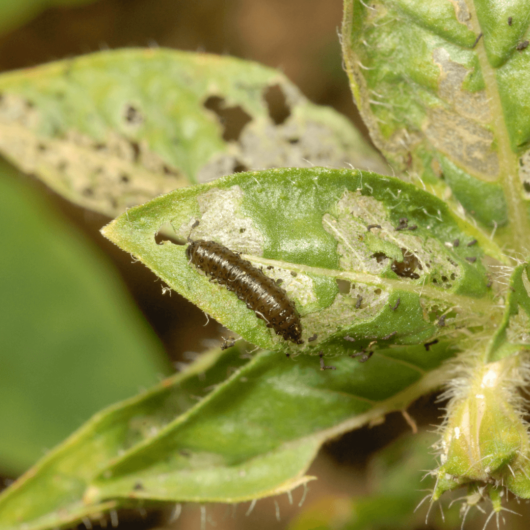 Leap into Learning: Flea Beetles - UF/IFAS Extension Sarasota County