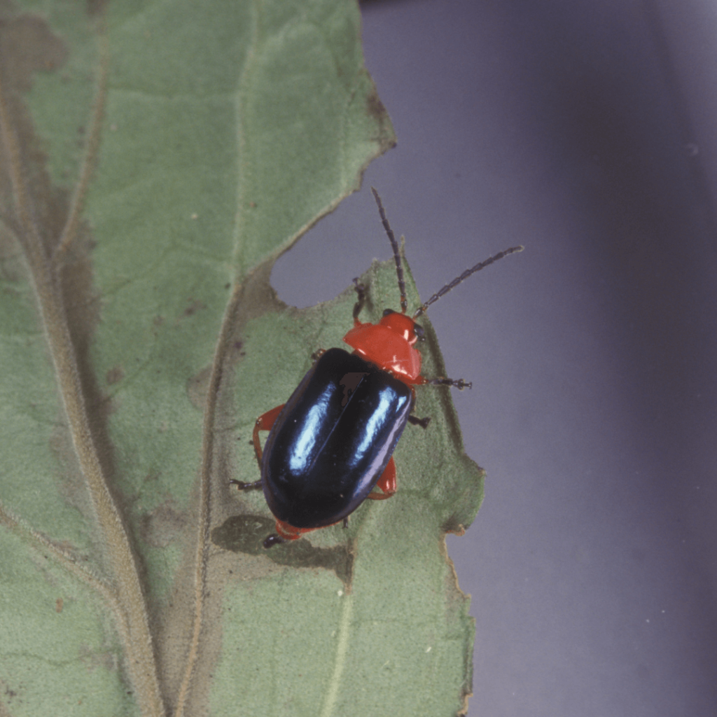 Leap into Learning: Flea Beetles - UF/IFAS Extension Sarasota County