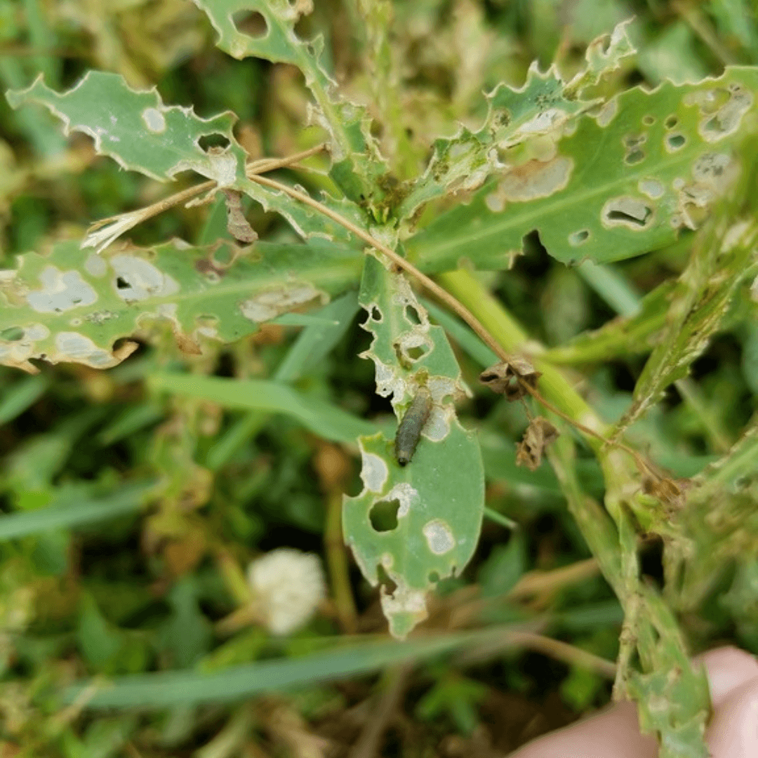 Leap into Learning: Flea Beetles - UF/IFAS Extension Sarasota County