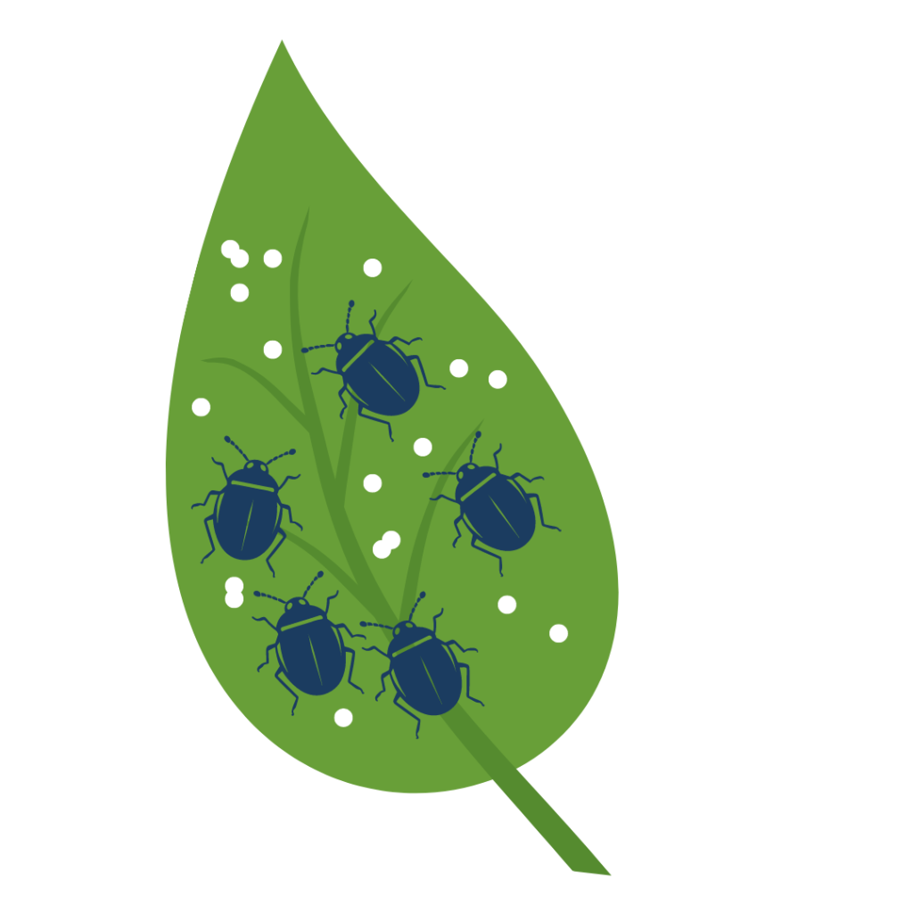 Leap into Learning: Flea Beetles - Extra Mile Pest Control and Lawn Solution