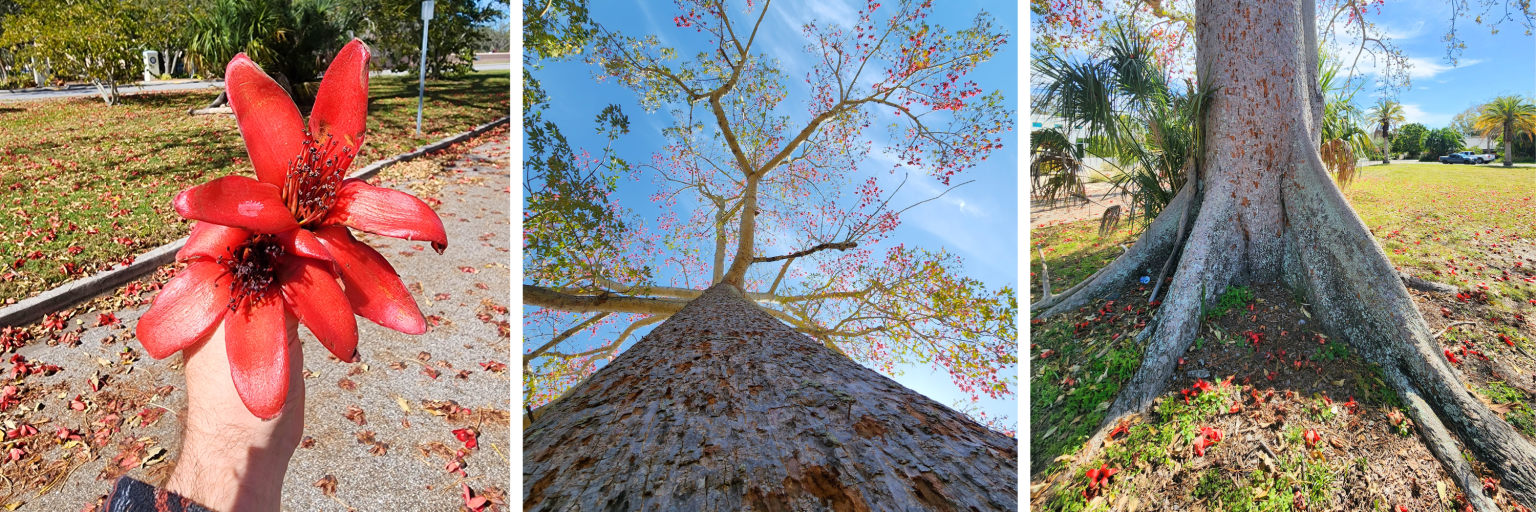 Plants at Their Peak: Valentine Blossoms, Red Kapok Trees! - UF/IFAS ...