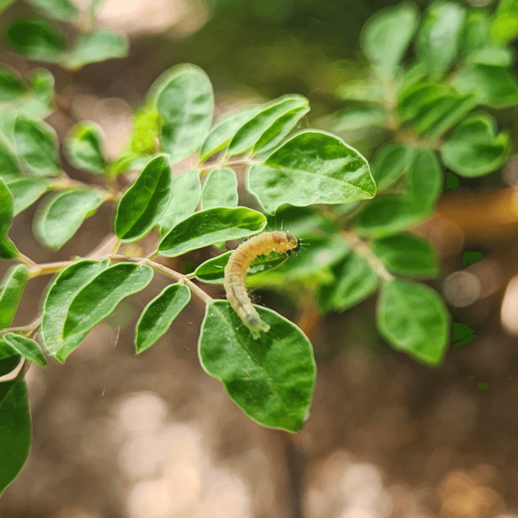 Springtime Caterpillars - UF/IFAS Extension Sarasota County