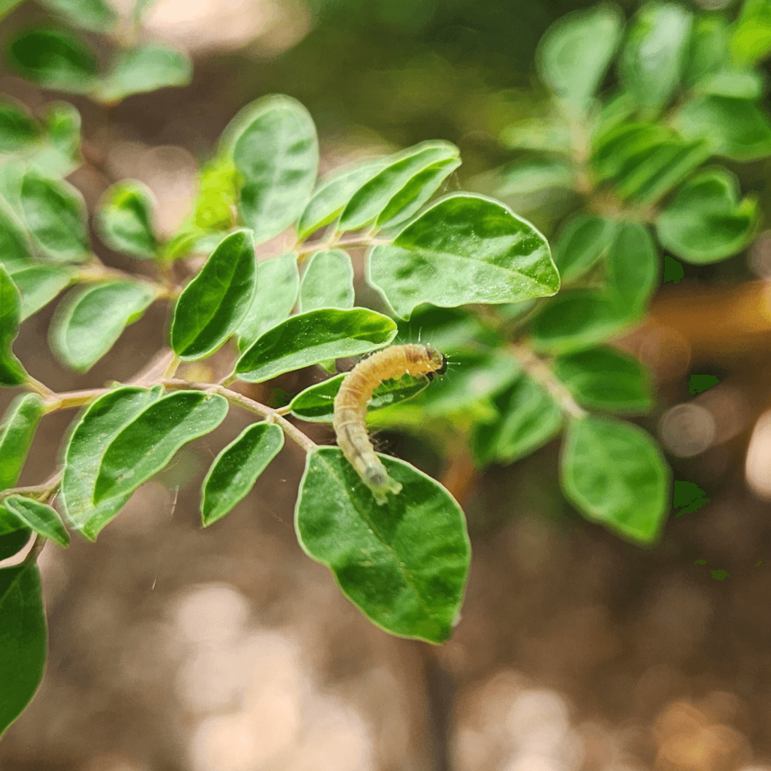 Springtime Caterpillars - UF/IFAS Extension Sarasota County