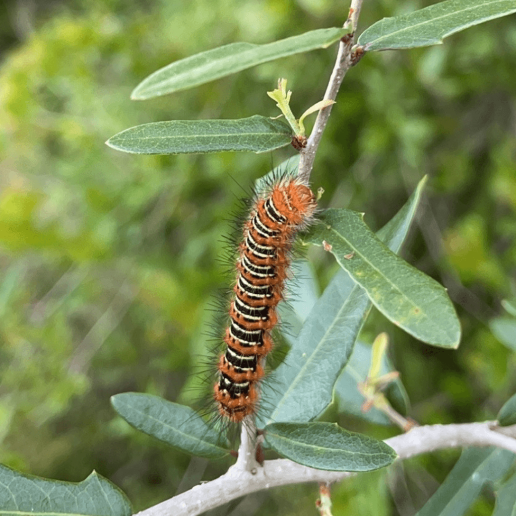 Springtime Caterpillars - UF/IFAS Extension Sarasota County