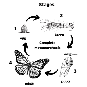 Backyard Bugs: Identifying Insects in the Landscape - UF/IFAS Extension ...