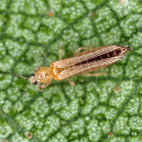 Backyard Bugs: Identifying Insects in the Landscape - UF/IFAS Extension ...