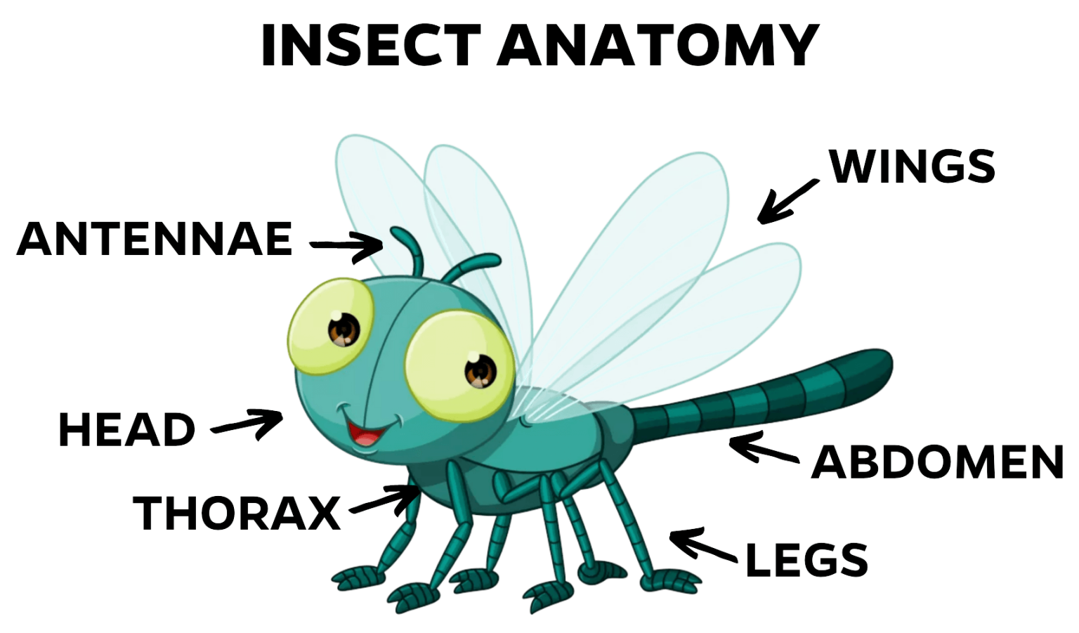 Backyard Bugs: Identifying Insects in the Landscape - UF/IFAS Extension ...