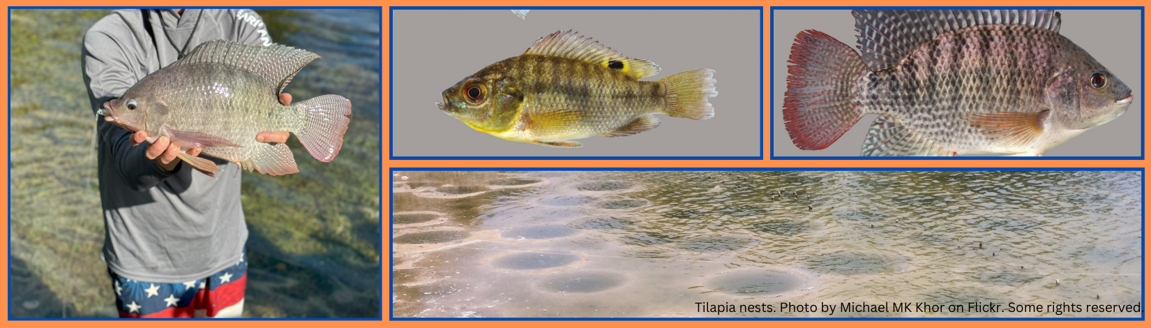 Tilapia in Stormwater Ponds - UF/IFAS Extension Sarasota County