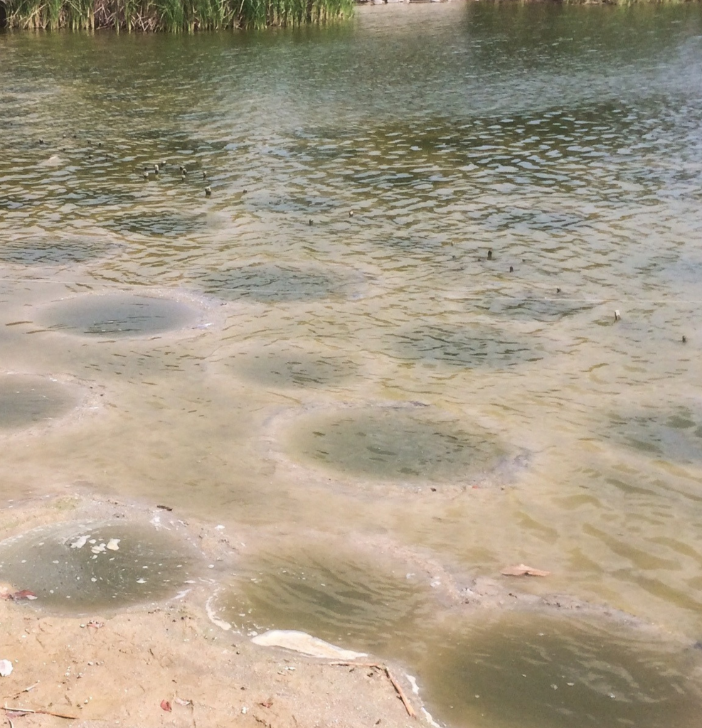 Tilapia in Stormwater Ponds - UF/IFAS Extension Sarasota County