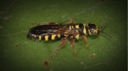 The Spooky Bug Brigade: Wasps - UF/IFAS Extension Sarasota County