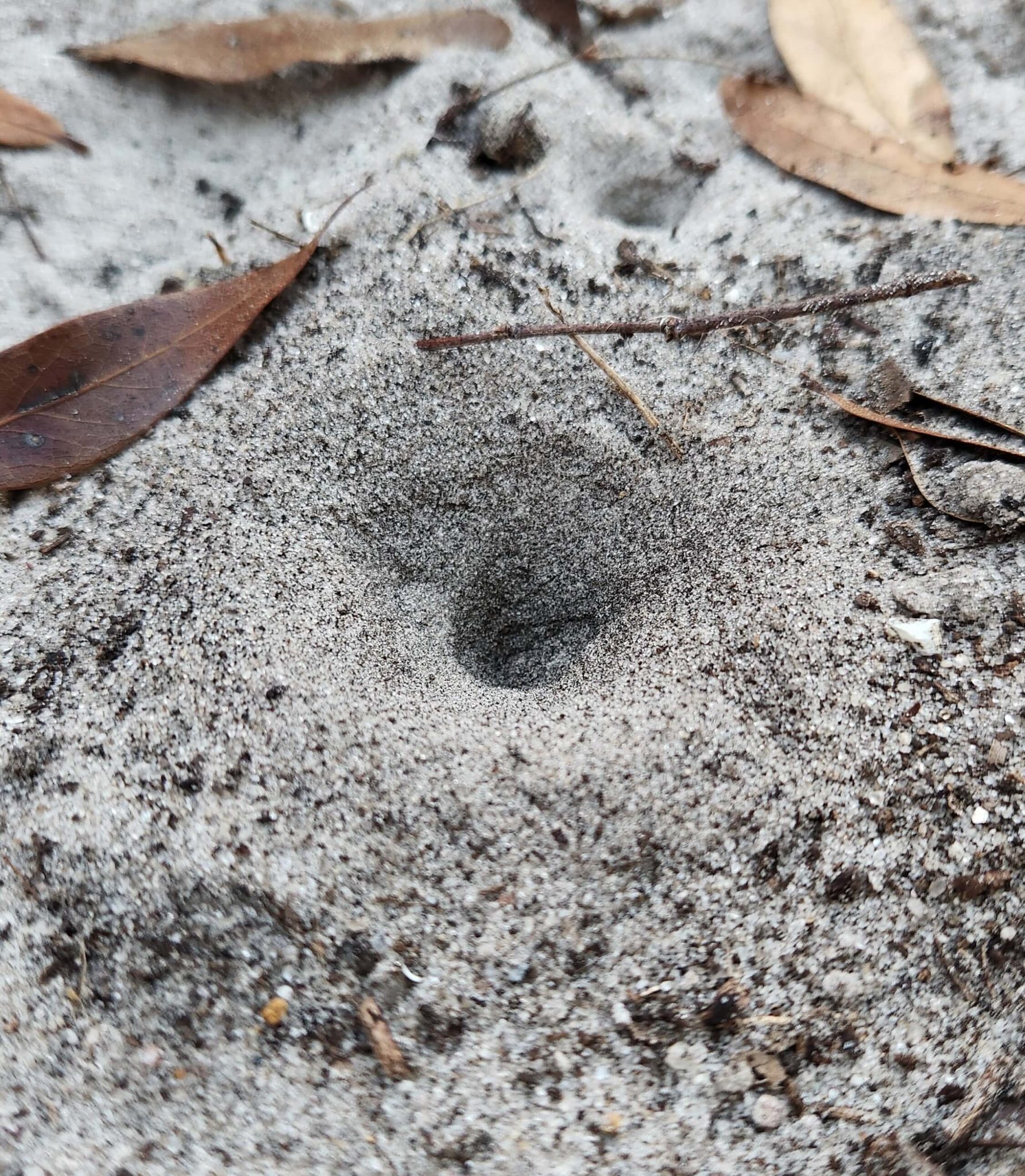The Spooky Bug Brigade: Antlions - UF/IFAS Extension Sarasota County