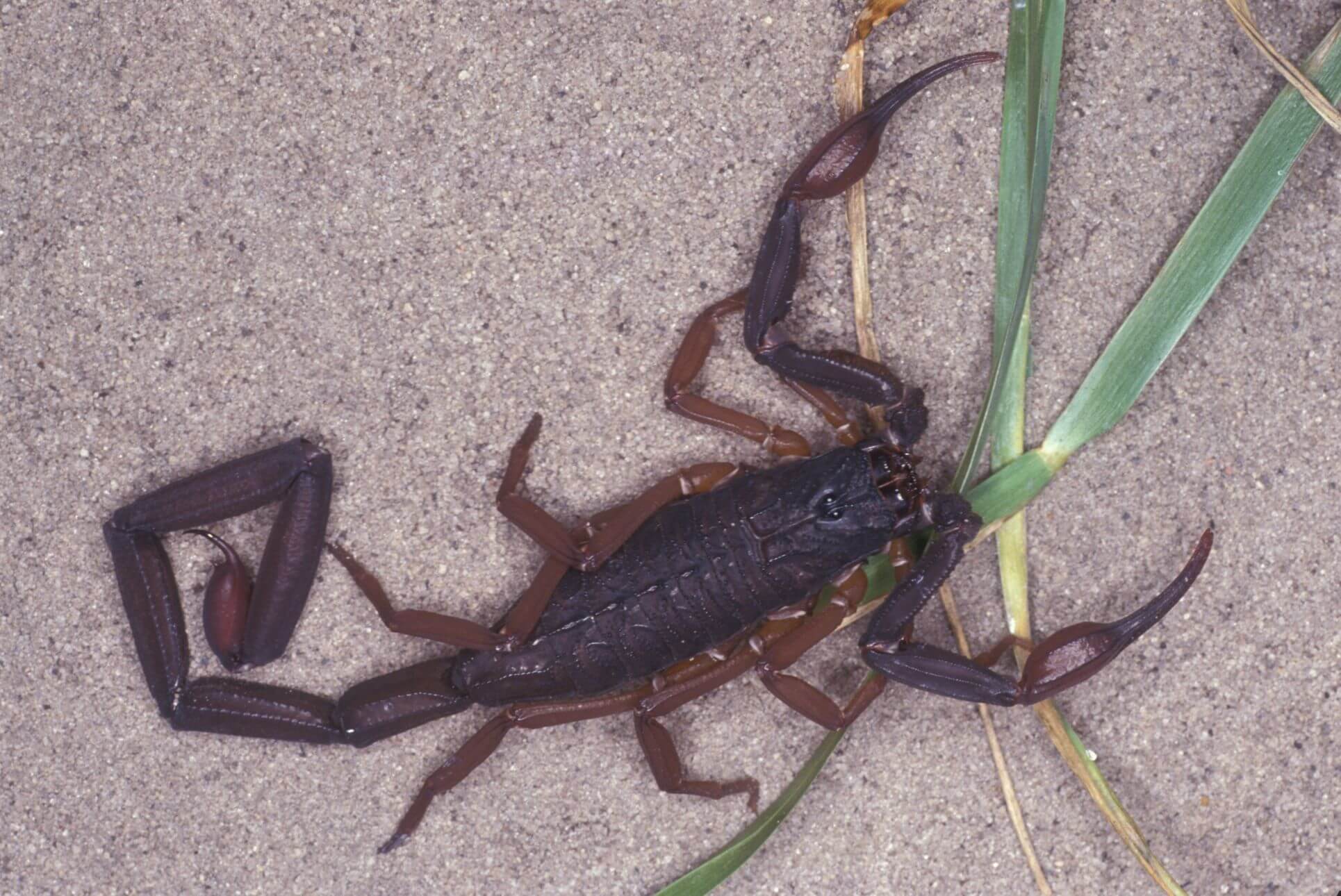 The Spooky Bug Brigade: Scorpions - UF/IFAS Extension Sarasota County