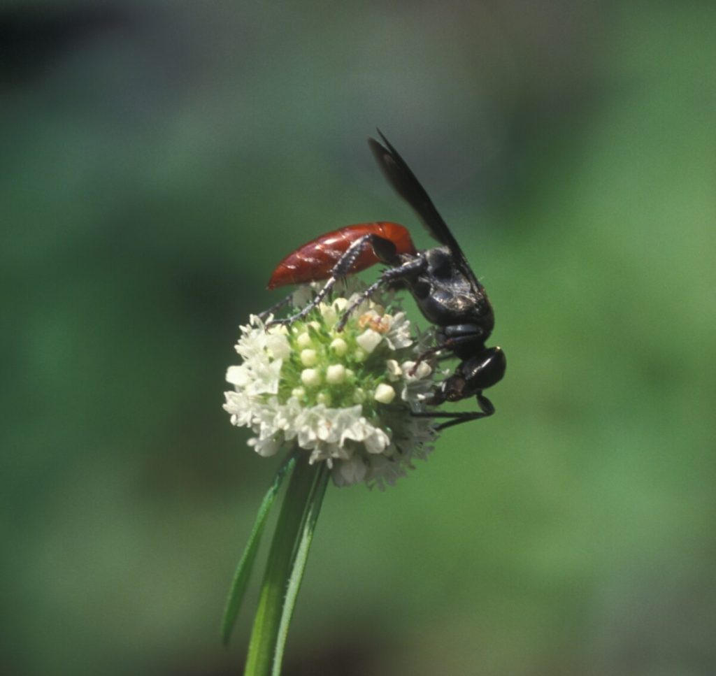 The Spooky Bug Brigade: Wasps - UF/IFAS Extension Sarasota County