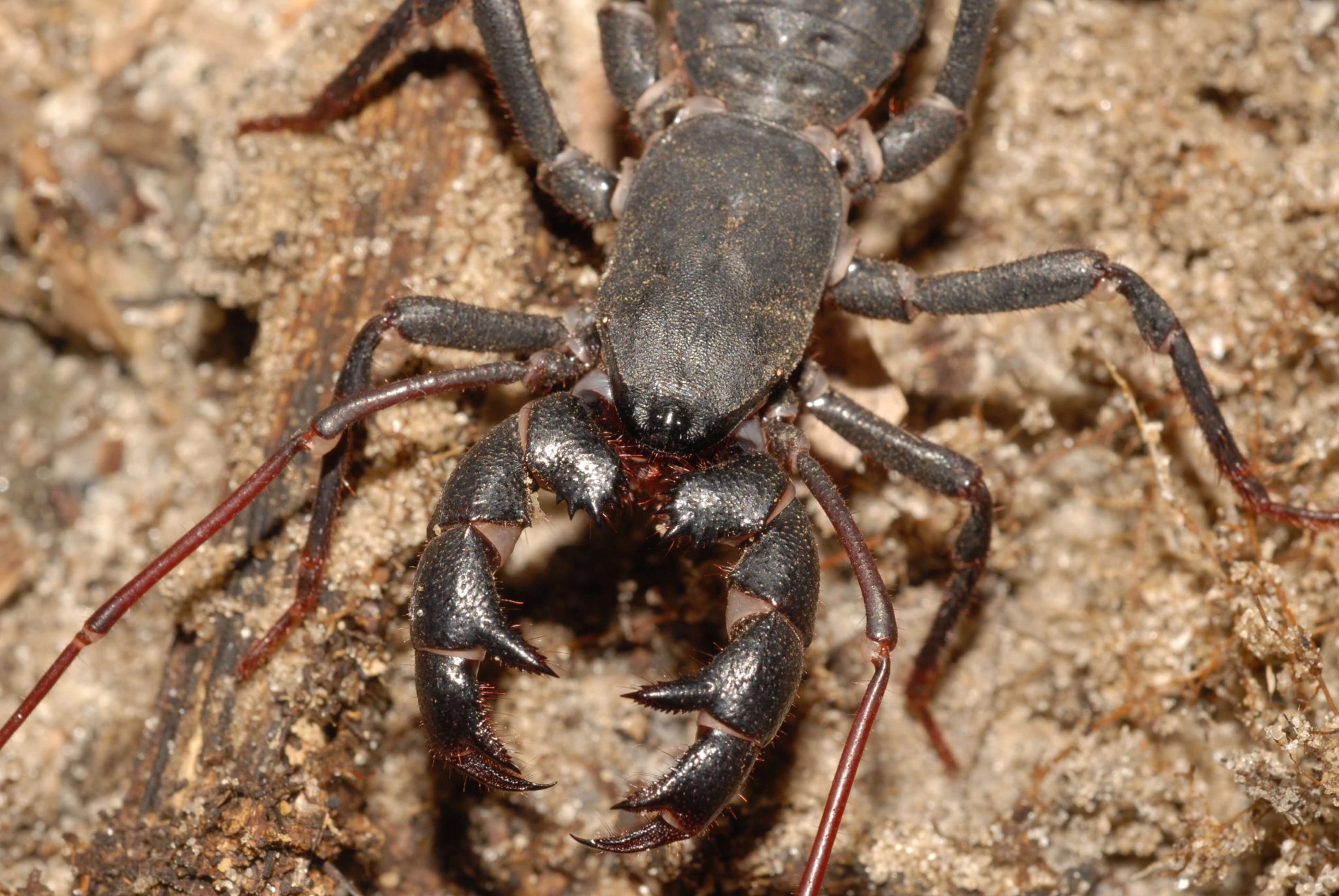 The Spooky Bug Brigade: Whip Scorpions - UF/IFAS Extension Sarasota County