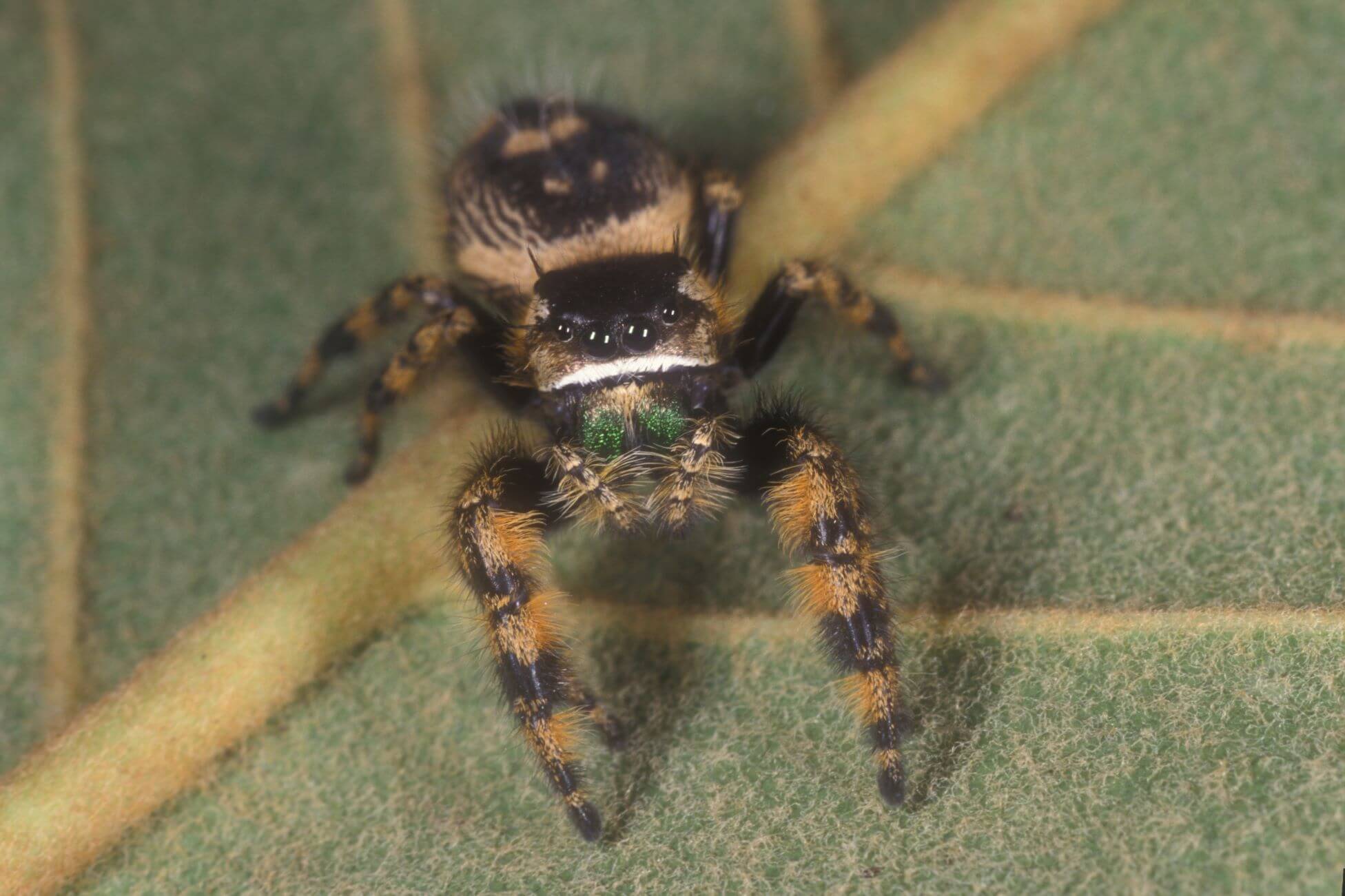 The Spooky Bug Brigade: Spiders - UF/IFAS Extension Sarasota County