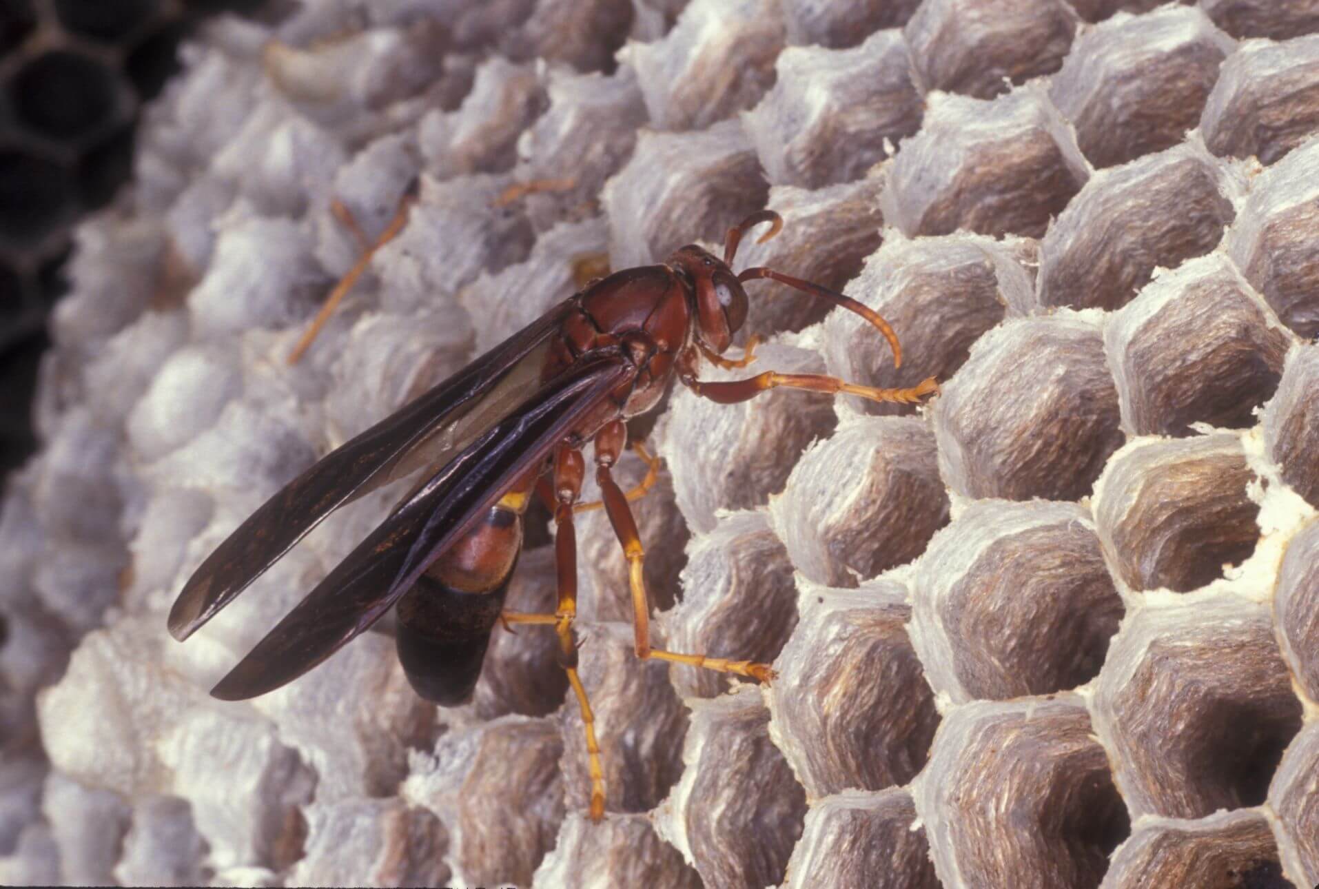 The Spooky Bug Brigade: Wasps - UF/IFAS Extension Sarasota County