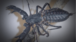 The Spooky Bug Brigade: Whip Scorpions - UF/IFAS Extension Sarasota County