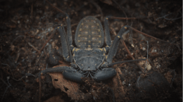 The Spooky Bug Brigade: Whip Spiders - UF/IFAS Extension Sarasota County