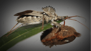 The Spooky Bug Brigade: Assassin Bugs - UF/IFAS Extension Sarasota County