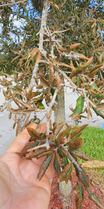 Post-Hurricane Landscaping Tips: Wind Burn, Sea Spray, and Storm Surge ...