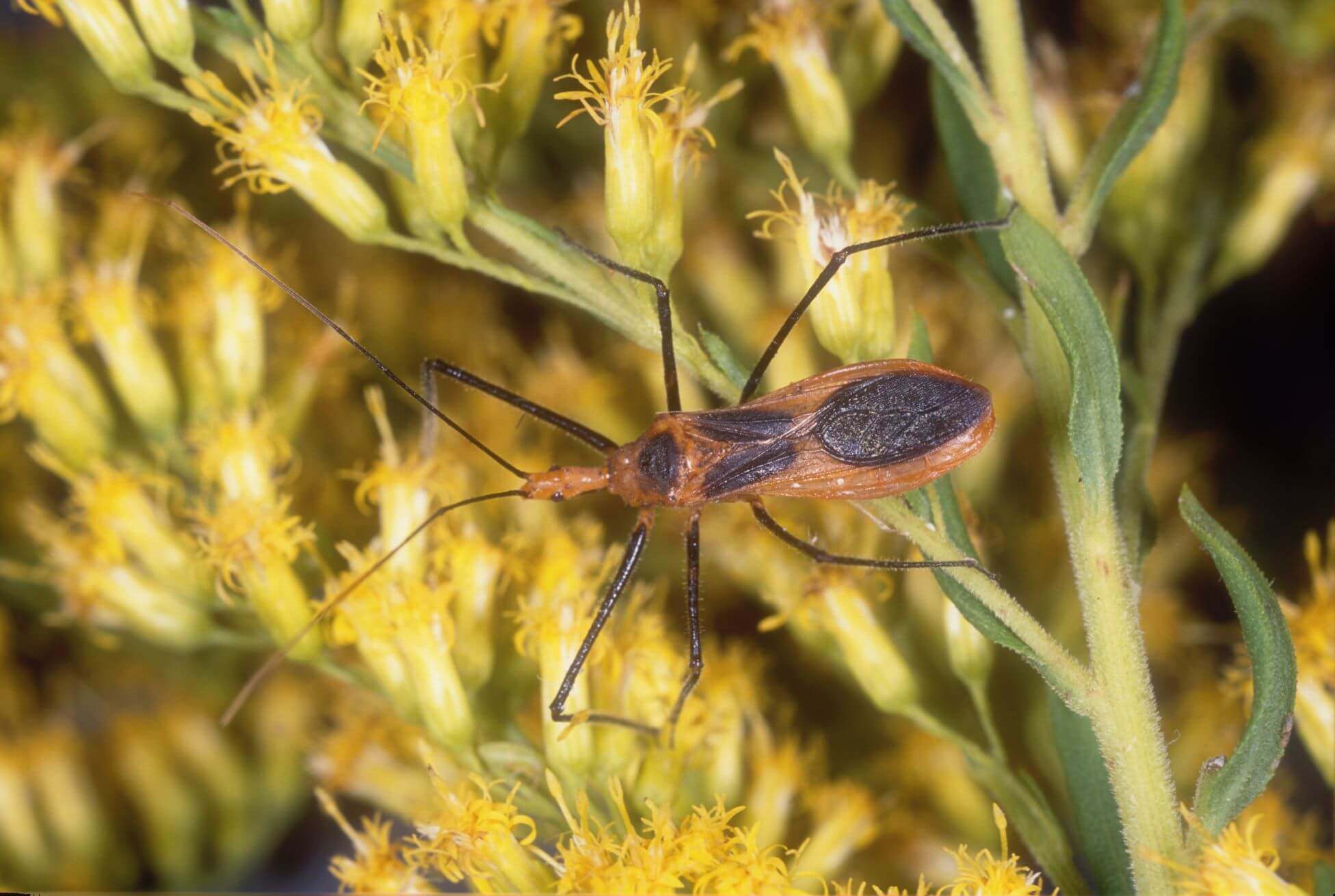 The Spooky Bug Brigade: Assassin Bugs - UF/IFAS Extension Sarasota County