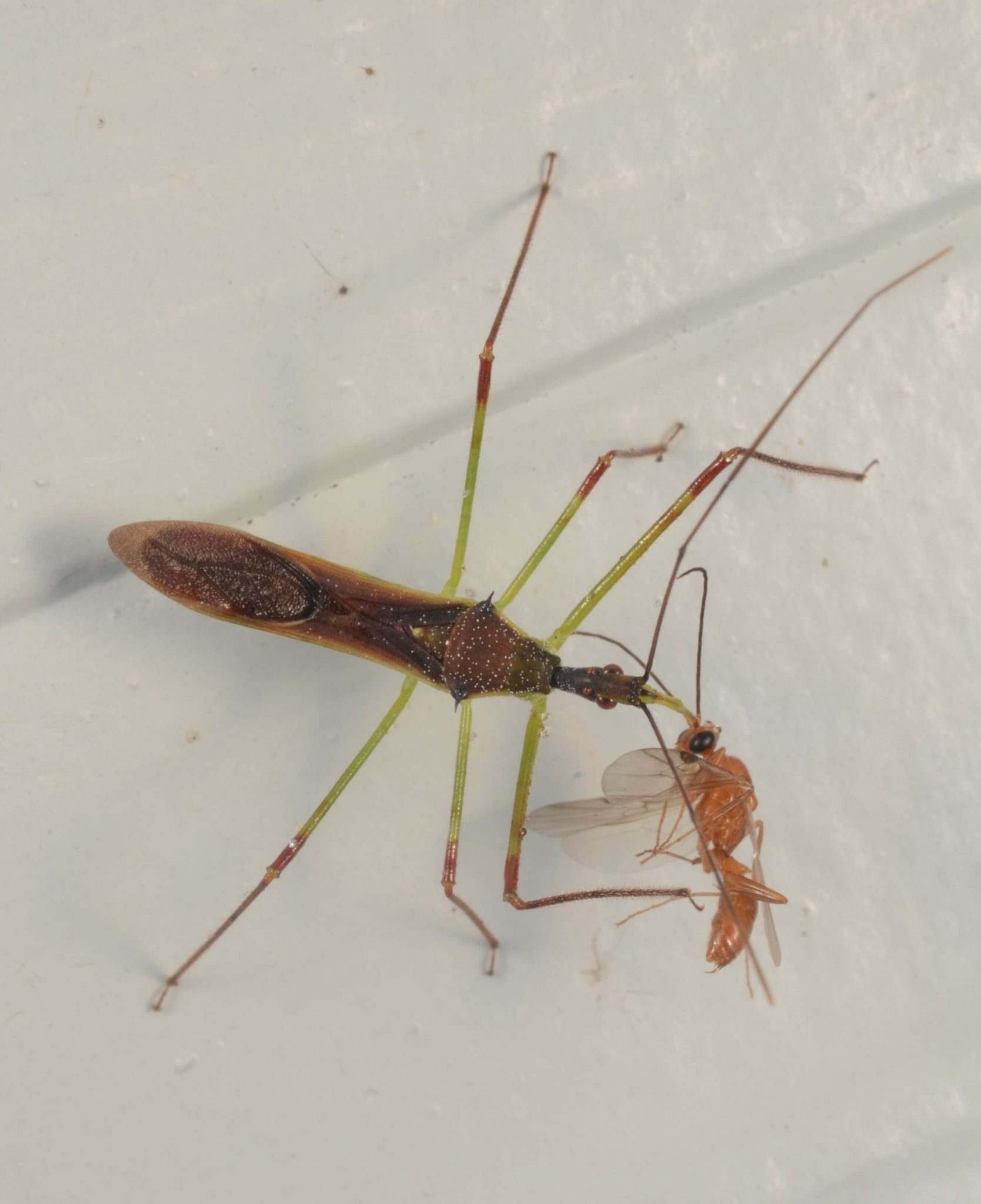 The Spooky Bug Brigade: Assassin Bugs - UF/IFAS Extension Sarasota County