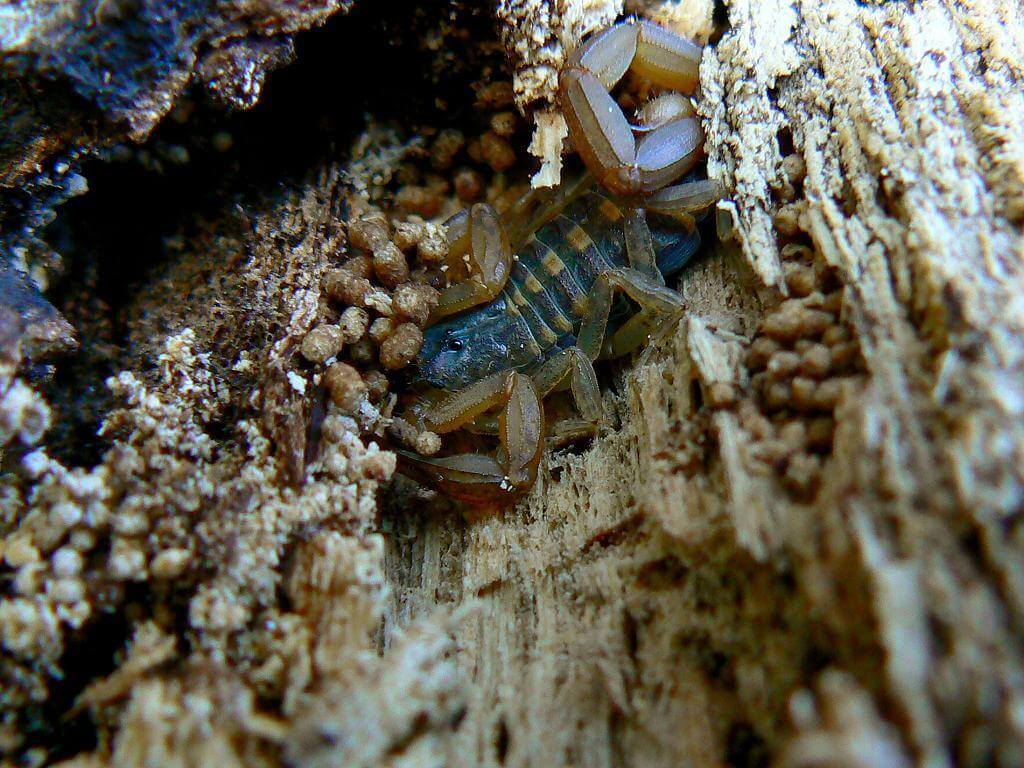 The Spooky Bug Brigade: Scorpions - UF/IFAS Extension Sarasota County