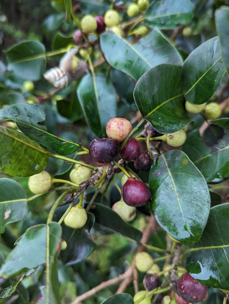 The Spooky Bug Brigade: Wasps - UF/IFAS Extension Sarasota County