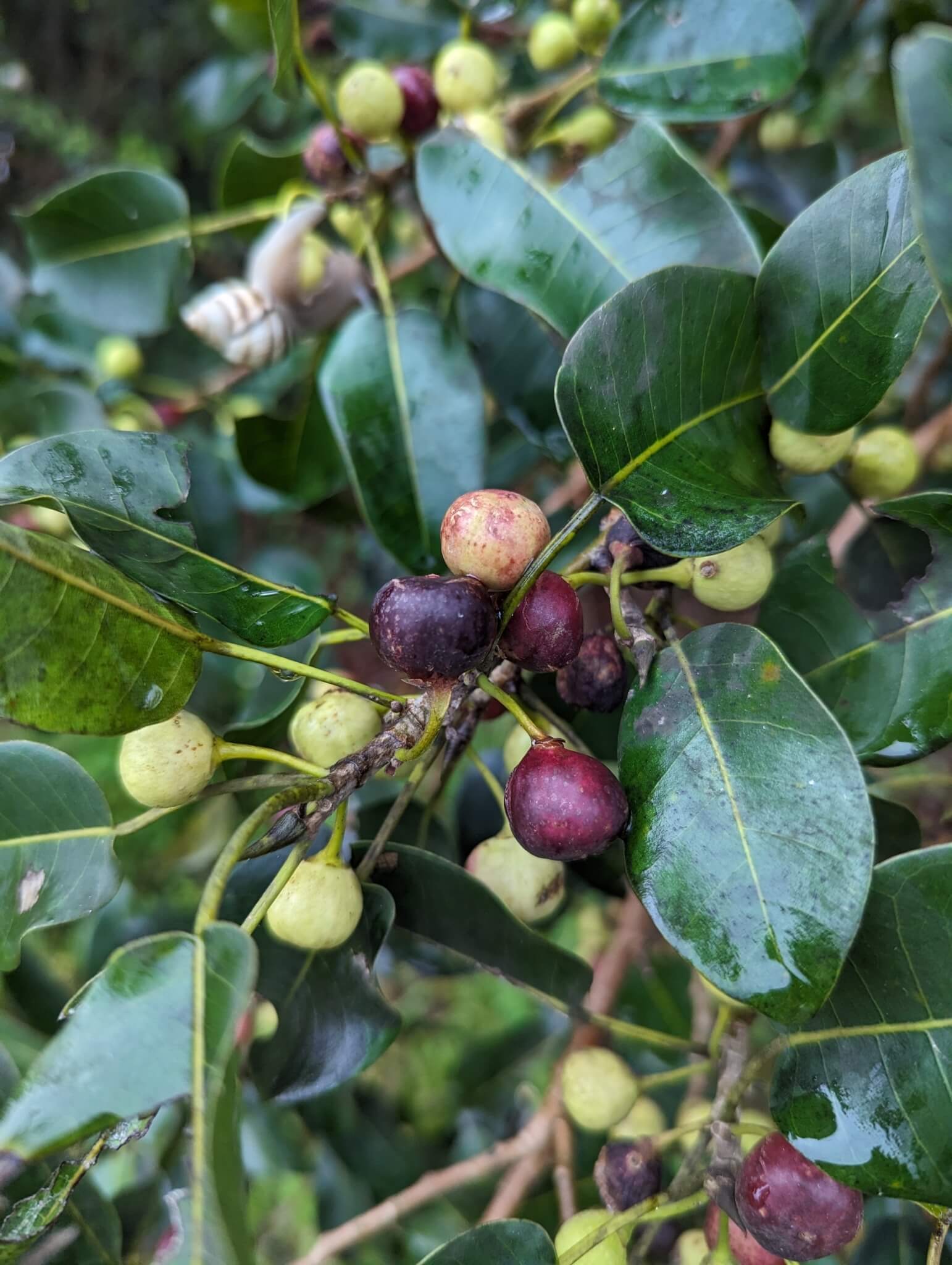 The Spooky Bug Brigade: Wasps - UF/IFAS Extension Sarasota County