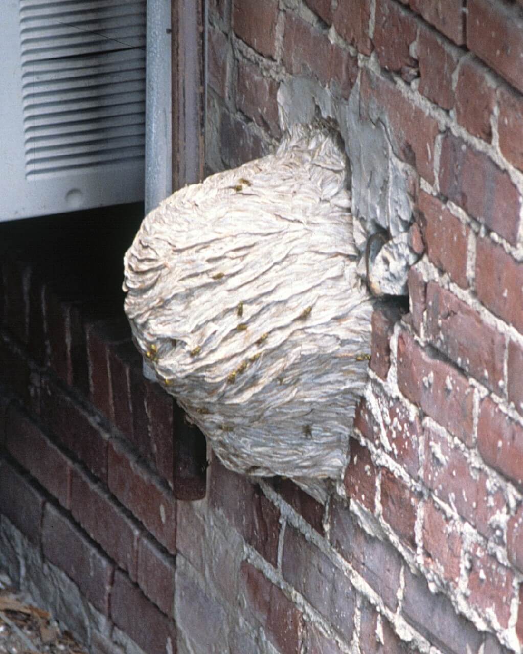 The Spooky Bug Brigade: Wasps - UF/IFAS Extension Sarasota County