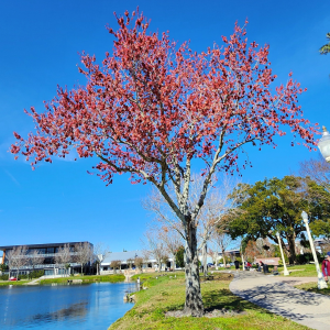 Plants at Their Peak: Red Maple - UF/IFAS Extension Sarasota County