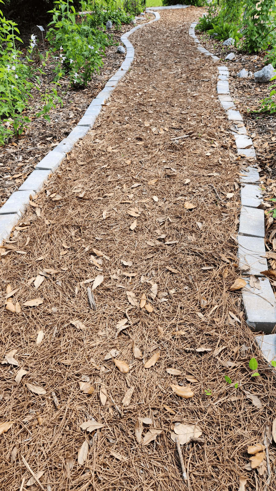 Support Your Local Bugs: Leave the Leaves (Get a FREE Bumper Sticker ...