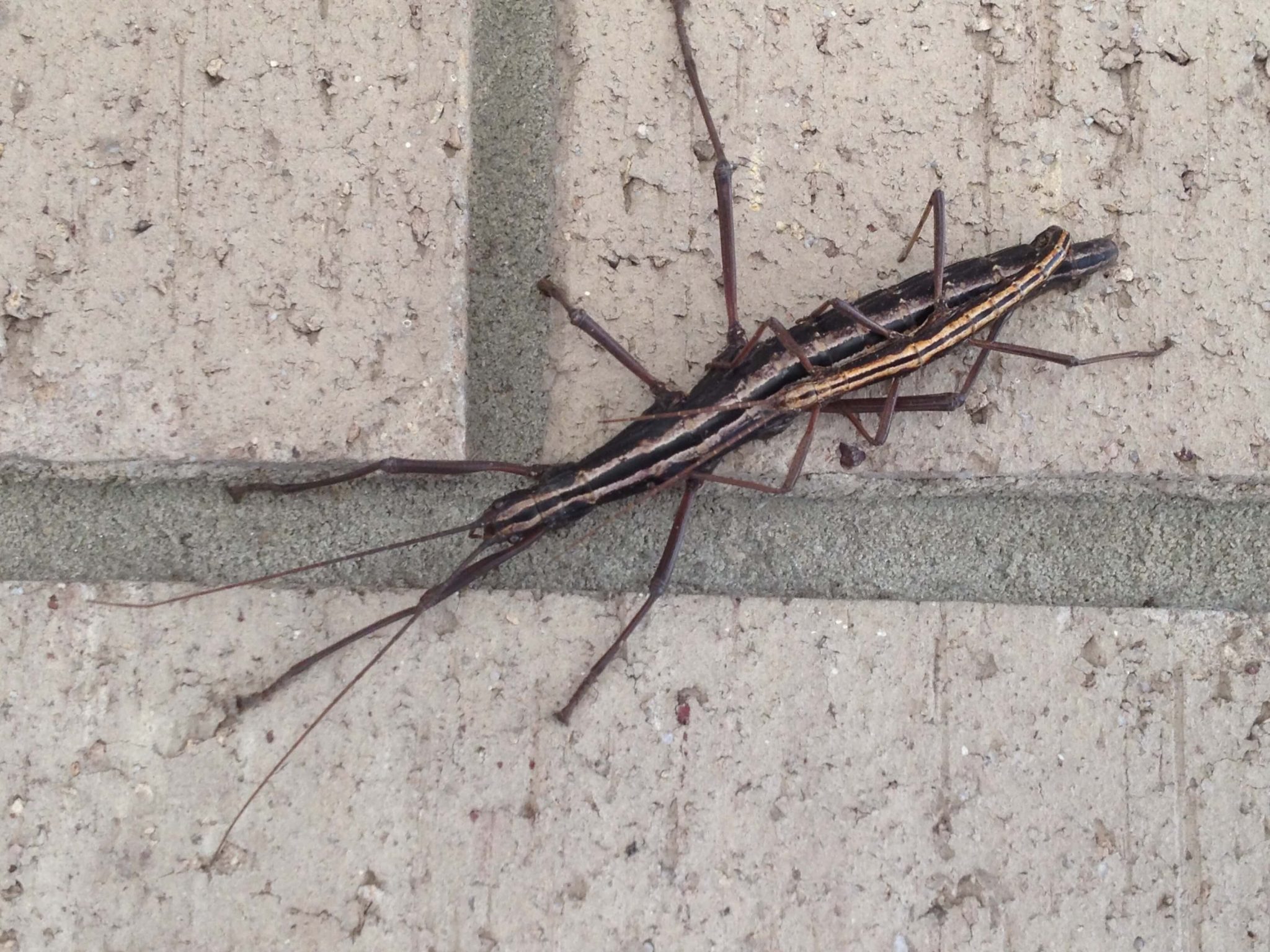 Support Your Local Bugs: Leave the Leaves (Get a FREE Bumper Sticker ...