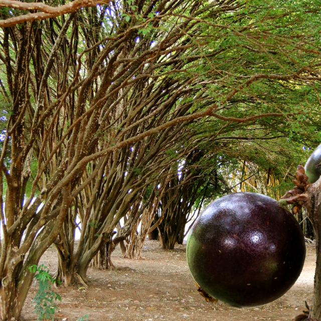Suncoast Grown and Gathered: March Jaboticaba – A Bountiful Harvest ...