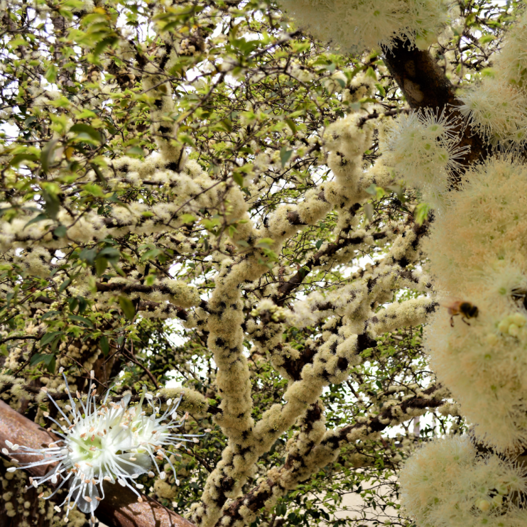 Suncoast Grown and Gathered: March Jaboticaba – A Bountiful Harvest ...