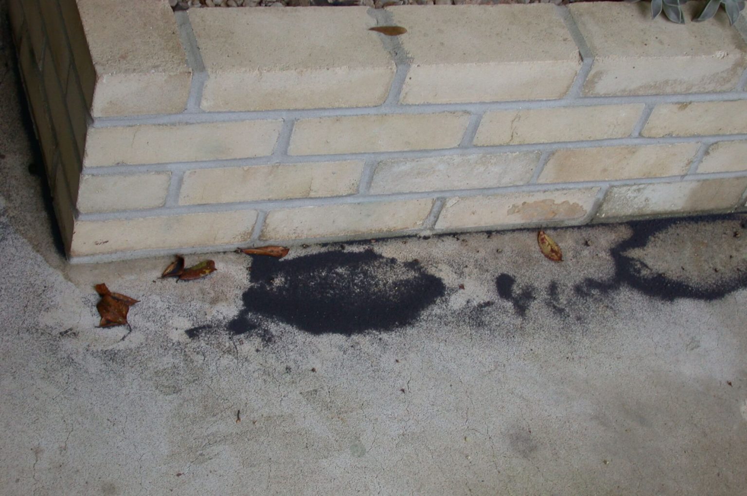 Spring Forward - Like a Springtail! - UF/IFAS Extension Sarasota County