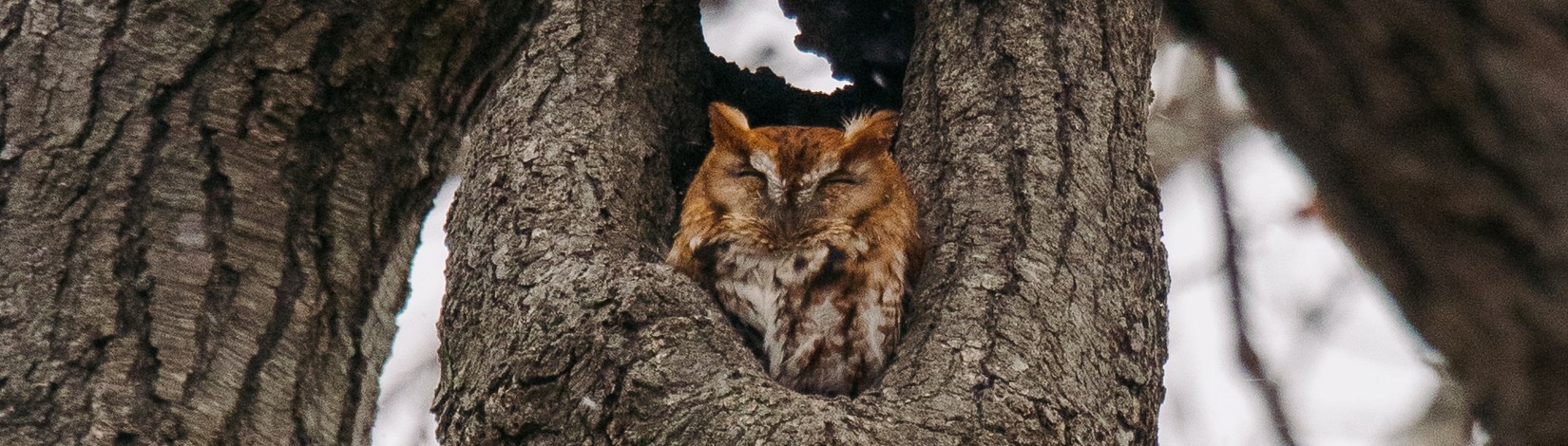 Wild Sarasota: Building a Screech Owl Box - UF/IFAS Extension Sarasota ...