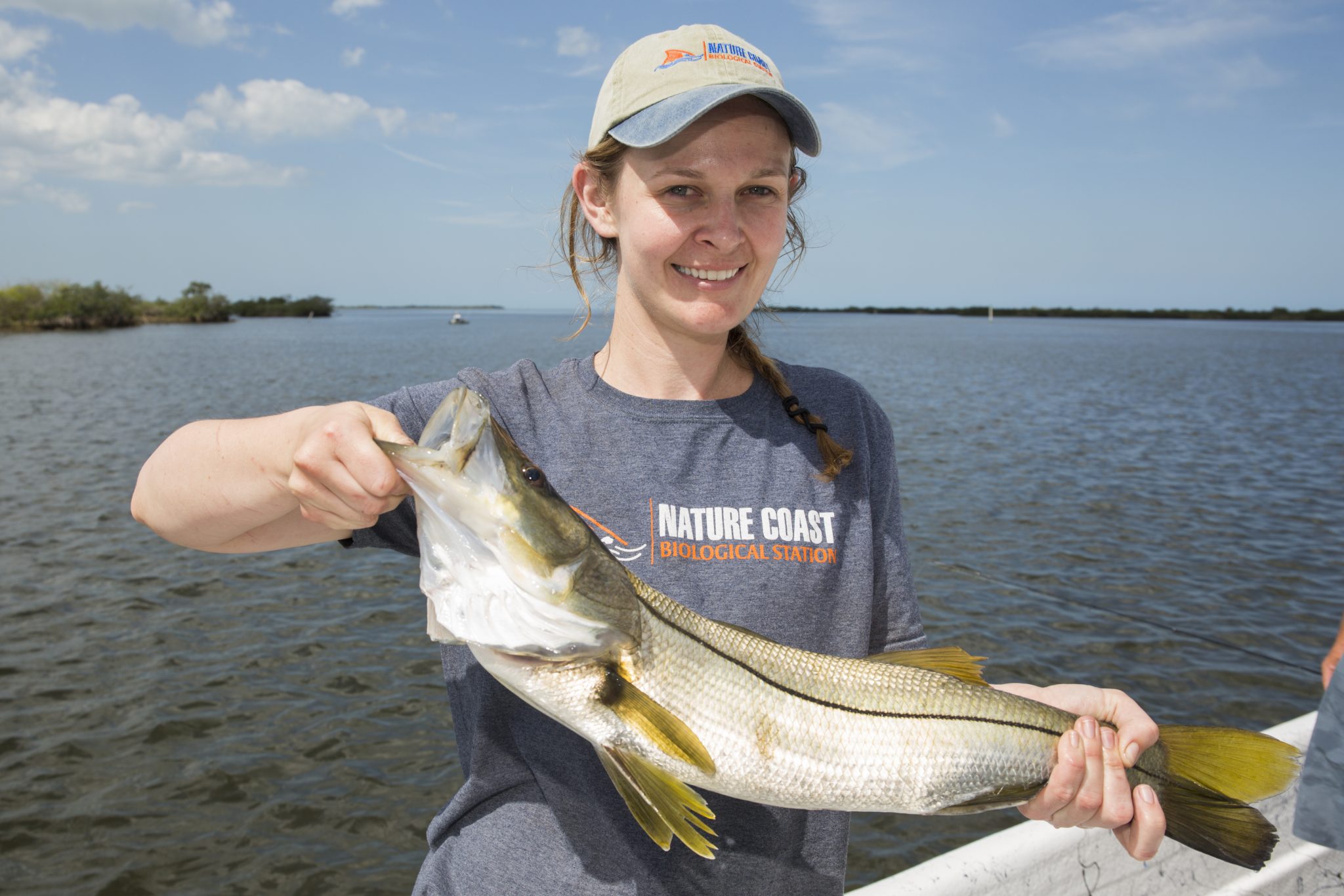 Snook of Florida: The Common Snook - Ecology and Regulations - UF/IFAS ...