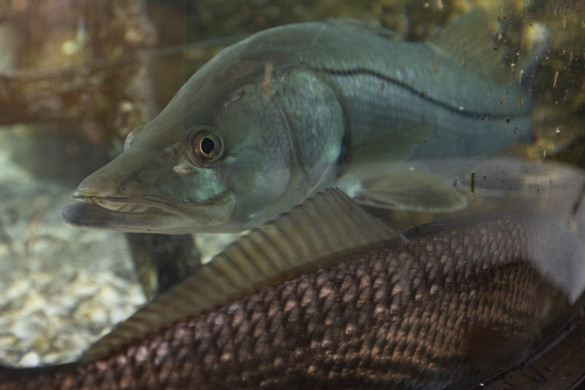 Snook of Florida: The Common Snook - Ecology and Regulations - UF/IFAS ...