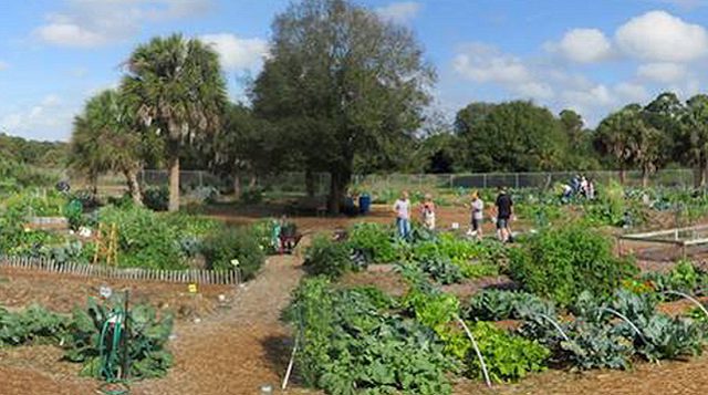 Community and School Gardens - UF/IFAS Extension