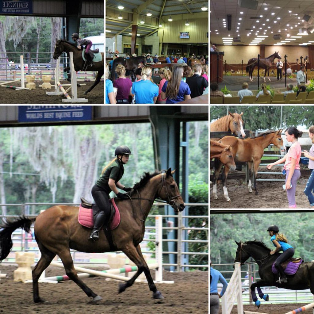 Seminole County 4-H Horse Program - UF/IFAS Extension Seminole County