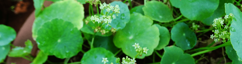 Questions From The Plant Clinic: Dollarweed - UF/IFAS Extension ...